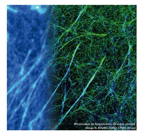 Fluorescence Microscopy Emmanuel Forts Lab