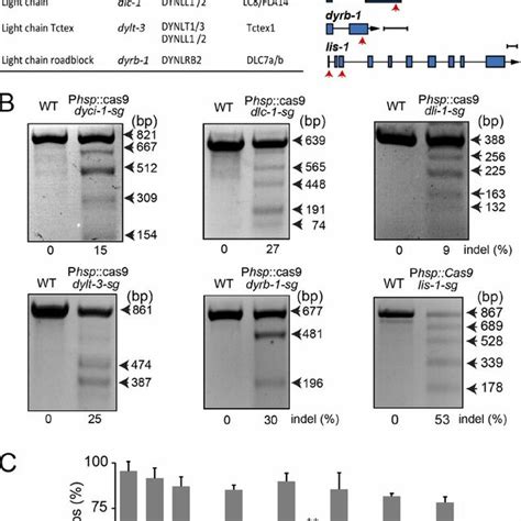 Ciliary Defects In Conditional Mutants Of Embryonically Essential