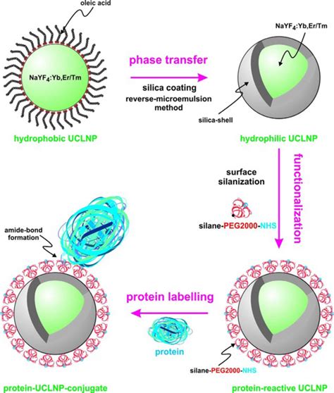 Recent Progress In The Development Of Upconversion Nanomaterials In Bioimaging And Disease