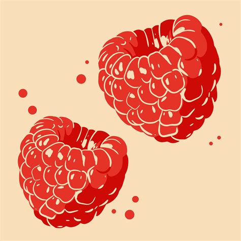 Colored Vector Illustration Of Raspberry For Cosmetic Package Design Medicinal Herb Treating