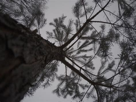 Symmetric Tree Tree Nature Plants