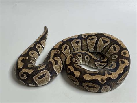 0 1 Female Phantom Poss Gravel Königspython Nz´mands´17 Python Regius Phantom Medium Large