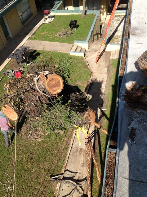Tree Removal Canopy Tree Service