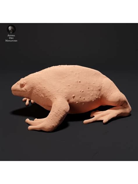 Mexican Burrowing Toad
