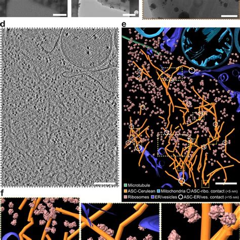 Cryo Et Image Reconstructions And Models Of Asc Caspase 1 Puncta In Download Scientific Diagram