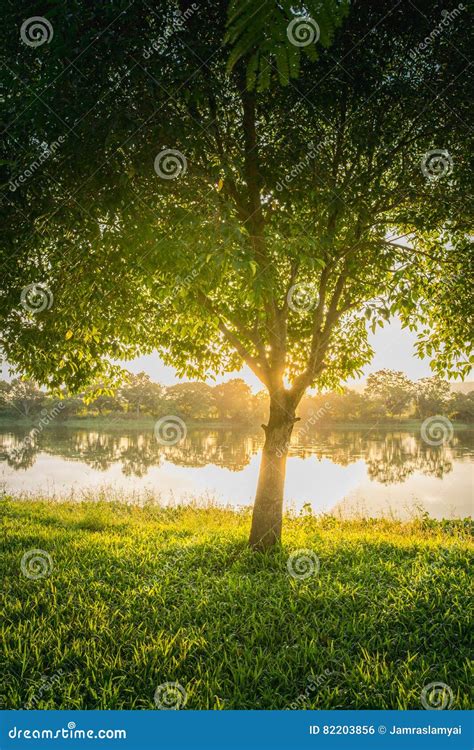 Trees Near Lake Stock Photo Image Of Landscape Fantasy