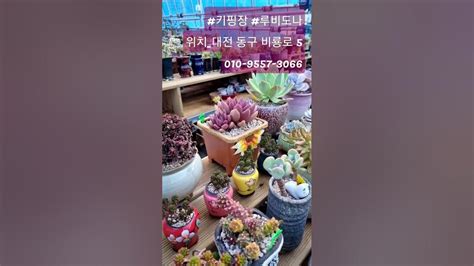 대전오복다육 다육이 키핑장 대전다육 루비 Youtube