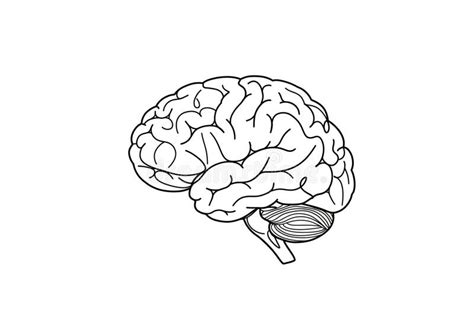 Human Brain Outline A Detailed Line Art Illustration Of The Human Brain Stock Illustration