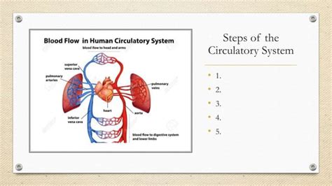 Steps Of The Circulatory System Ppt