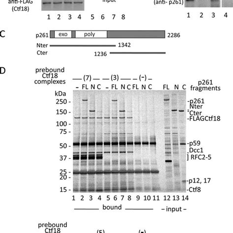 Effect Of Ctf18 Rfc And Ctf18 Rfc 5 On The Dna Synthesis Activity Of