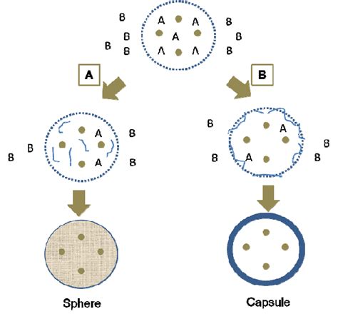 Principle Of The Microencapsulation By Interfacial Polymerization A Download Scientific Principle Of The Microencapsulation By Interfacial Polymerization A Download Scientific