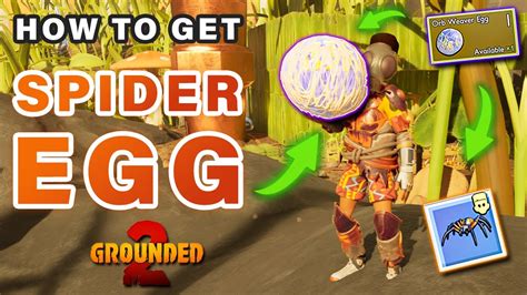 How To Get Orb Weaver Egg And Orb Weaver Buggy Orb Weaver Egg Location