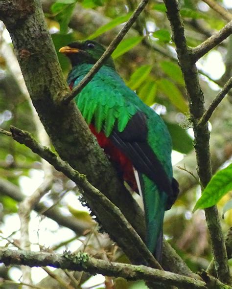 Quetzal Dorado White Tipped Quetzal Pharomachrus Fulgid Flickr