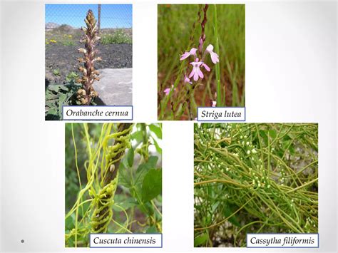 Classification Of Weeds Pdf