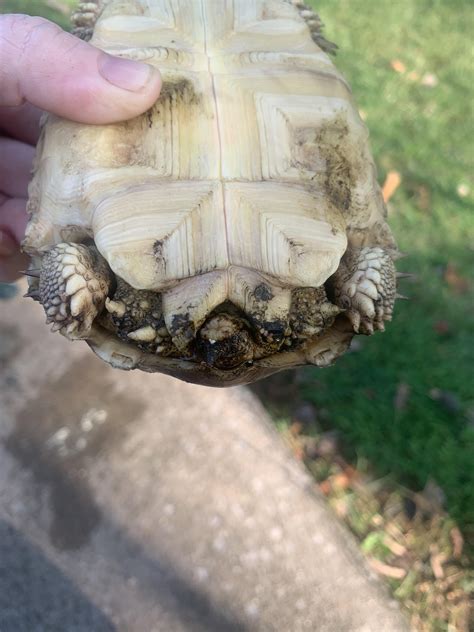Any Idea Of The Sex Sulcata And About A Year And A Half Old Dont Mind The Dirty Shell Weve