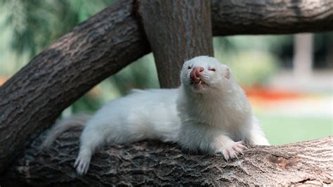 Cute Ferret Wallpaper