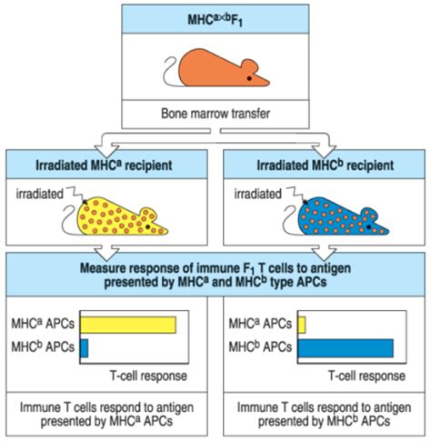 D2 Thymocyte Development 2 Flashcards Quizlet