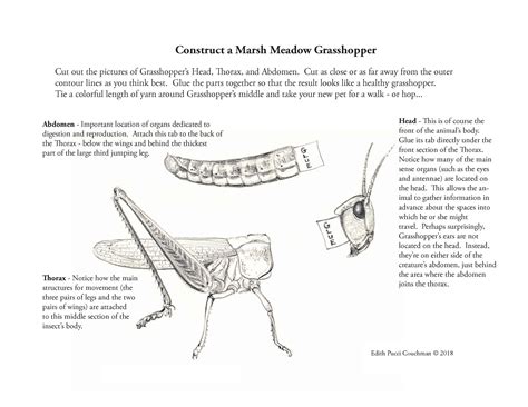 A Grasshopper Pet To Assemble Evolving Beauty