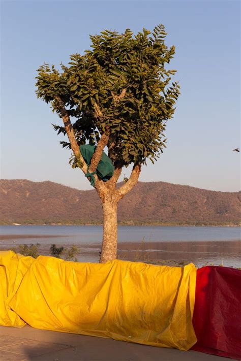 The Intersectional Grammar Of Trees Hackney Gallery Blog F Stop