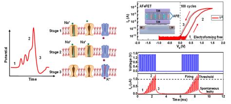 Compact Artificial Neuron Based On Anti Ferroelectric Transistor