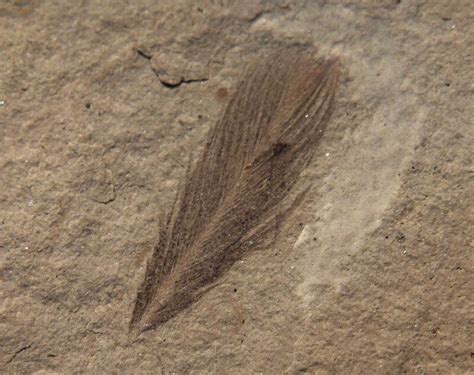 Fossil Contour Feather