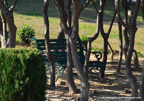 A Seating Chair Hidden In The Trees Perfect Seating Arrangement