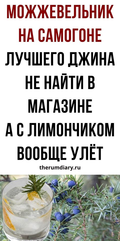 Настойка из можжевельника в домашних условиях Рецепт алкогольного