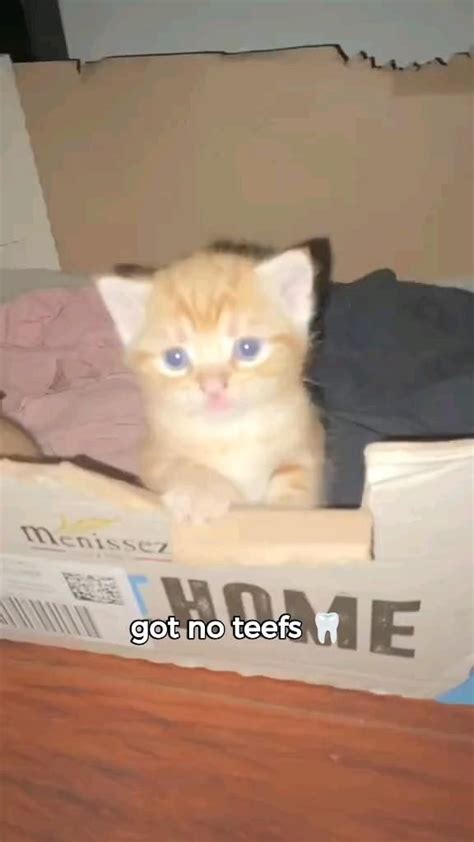 Smoll Cat 面白いもの