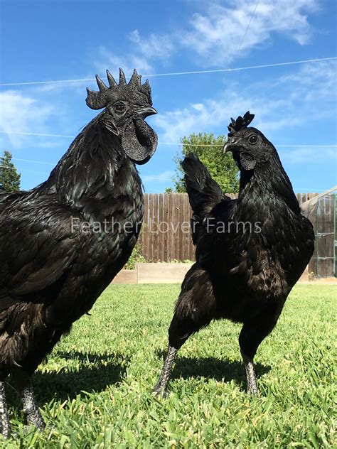 Feather Lover Farms Ayam Cemani Chickens For Sale