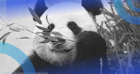 How To Filter Pandas DataFrames Built In