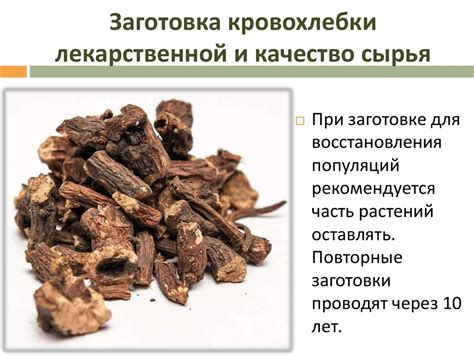 Корневища и корни Кровохлебки лекарственной - online presentation