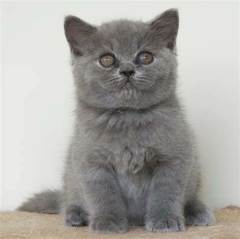 Британские котята