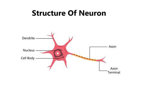 Dendrites And Synapses