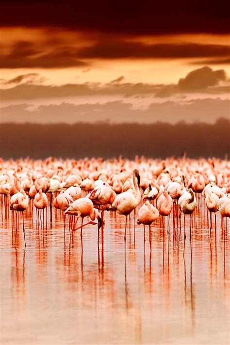 Lake Nakuru Vs Lake Natron National Park A Wildlife Comparison African Flamingo Sunset