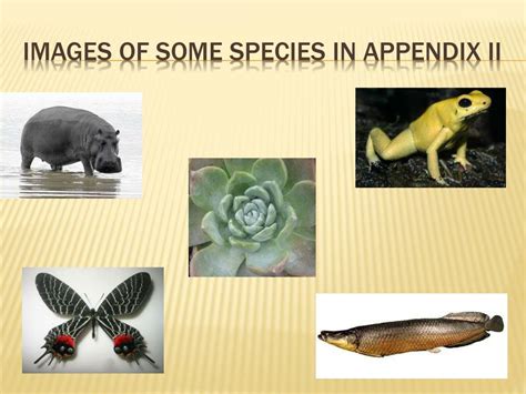 Ppt Cites Powerpoint Presentation Free Download Id 2146694