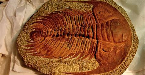 Primordial 500 Million Yr Old Fossilized Brain Astounds Scientists