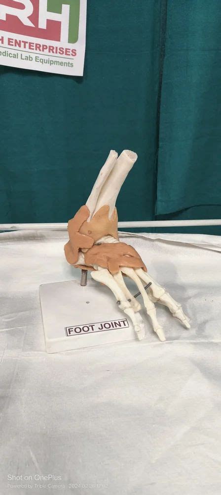 Human Ankle Joint Model At Rs 900 Nursing Manikins In Jaipur Id