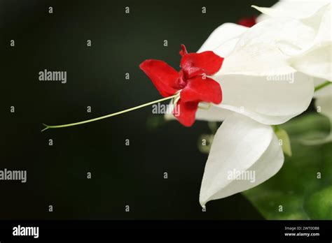 Bleeding Glory Bower Clerodendrum Thomsoniae Flower Native To West