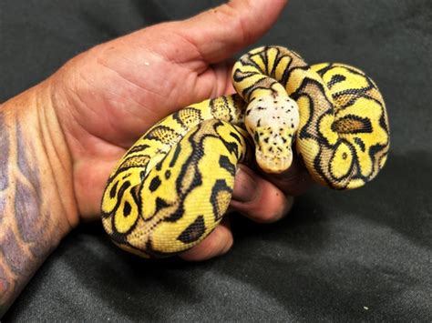 Clown Pastel Redstripe Spotnose Fire Yb Ball Python By Rmsnightstalkers