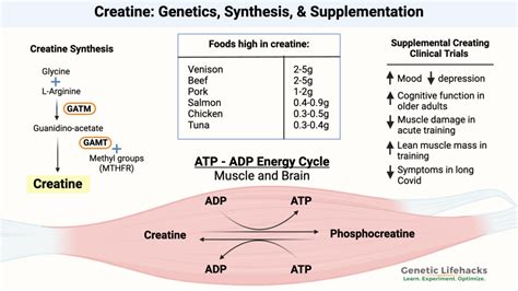 Methylation Cycle Articles And Genes Genetic Lifehacks