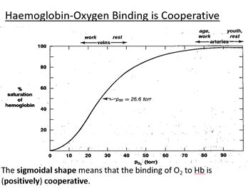 12 Physiology Of Oxygen Delivery Flashcards Quizlet