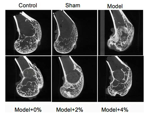 Figure 3 From Bioinspired Proteinpeptide Loaded 3d Printed Plga Scaffold Promotes Bone