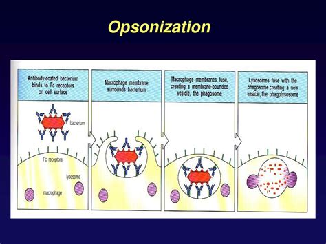 Ppt Humoral Immunity Presented By Powerpoint Presentation Free