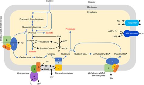 Schematic Showing The Glucose Fermentation Pathway Of Quinella The