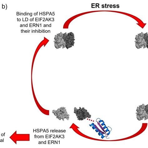 A Molecular Structure Of Hspa5 From Ref 11 Nbd Nucleotide Download Scientific Diagram