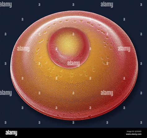 Diatom Coloured Scanning Electron Micrograph Sem Of An Unidentified Diatom Diatoms Are