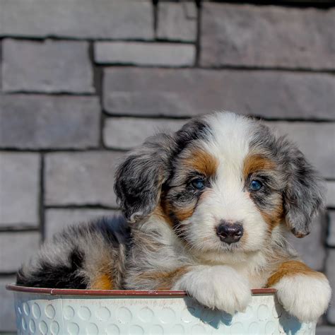Mini Aussiedoodle My Aussie Pups