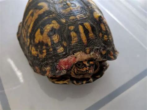 Turtle Bleeding From Mouth Tail Or Nose Heres How To Help