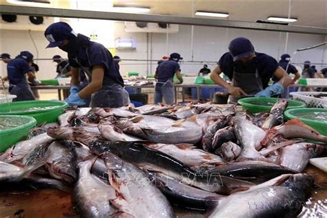 FSIS đánh giá ban đầu sau kiểm tra an toàn thực phẩm với cá tra Việt Nam Thông Tin Đối Ngoại
