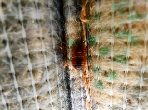 How Bed Bugs Became Resistant To Insecticides Bed Bug Specialist